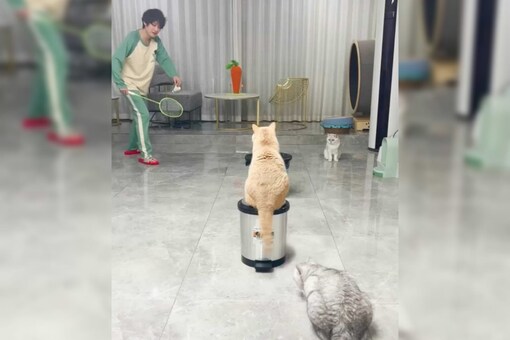Cats' Ultimate Badminton Battle With Human Friend Will Leave You In ...
