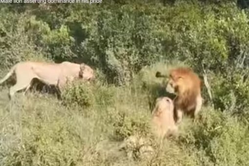 Elderly Lion, Challenged By 2 Others In Jungle, Shows Them Who The Real ...