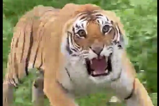 What Happens When Tiger Gets Angry? This Spine-Chilling Video Is Your ...
