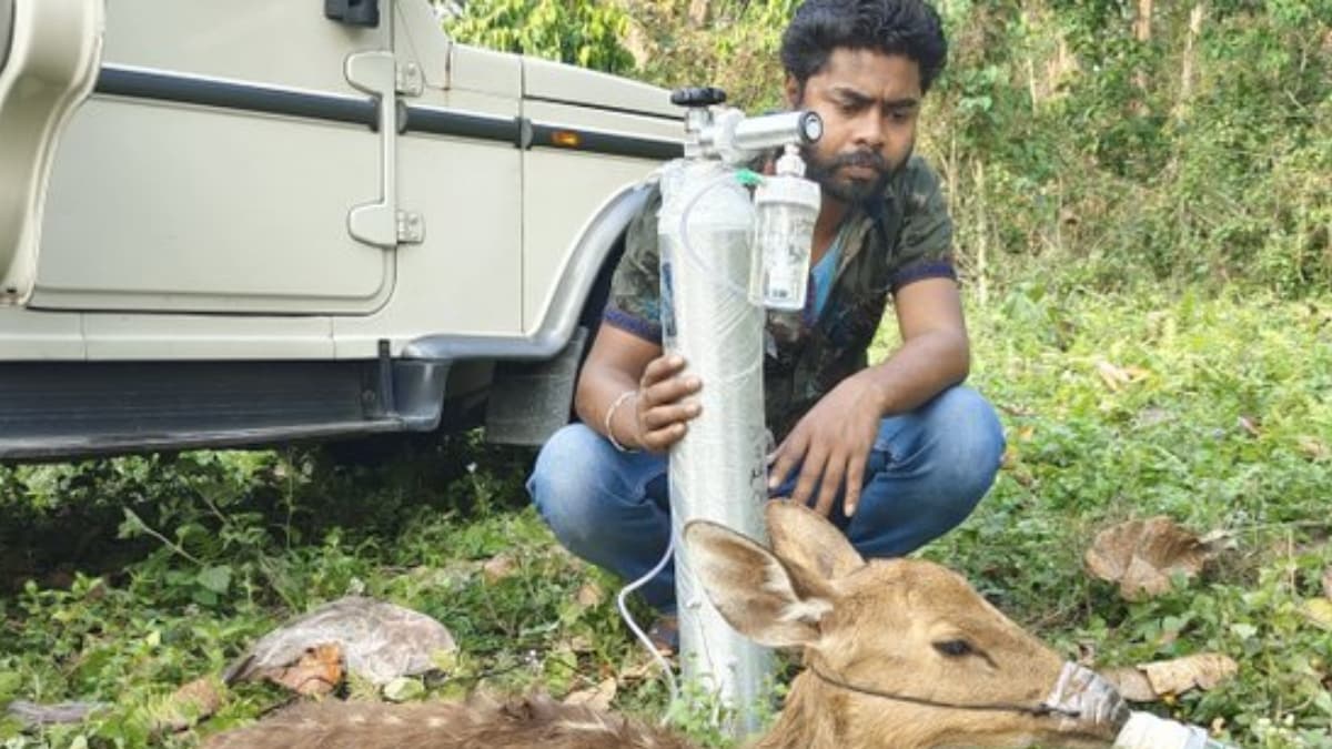 Vet Provides Medical Help To Deer In The Wild, Heartwarming Pic Goes ...