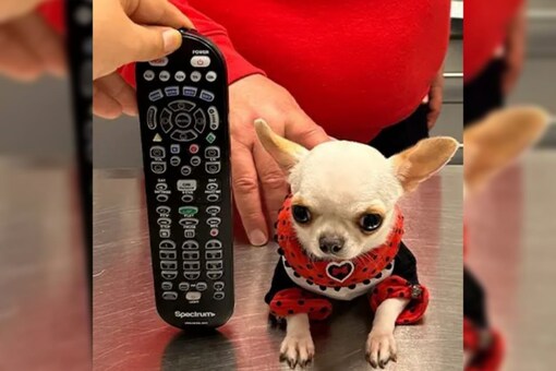 Meet Pearl, The Dog Who Is Tinier Than A TV Remote - News18