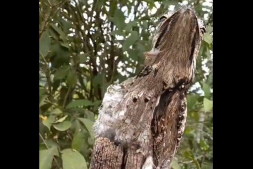 You Have Less Than 5 Seconds To Spot The Ghost Bird And Its Chick - News18