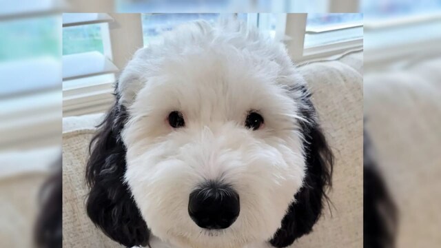 Is That Snoopy? Mini Sheepadoodle Looks Like A Real-Life Version Of ...
