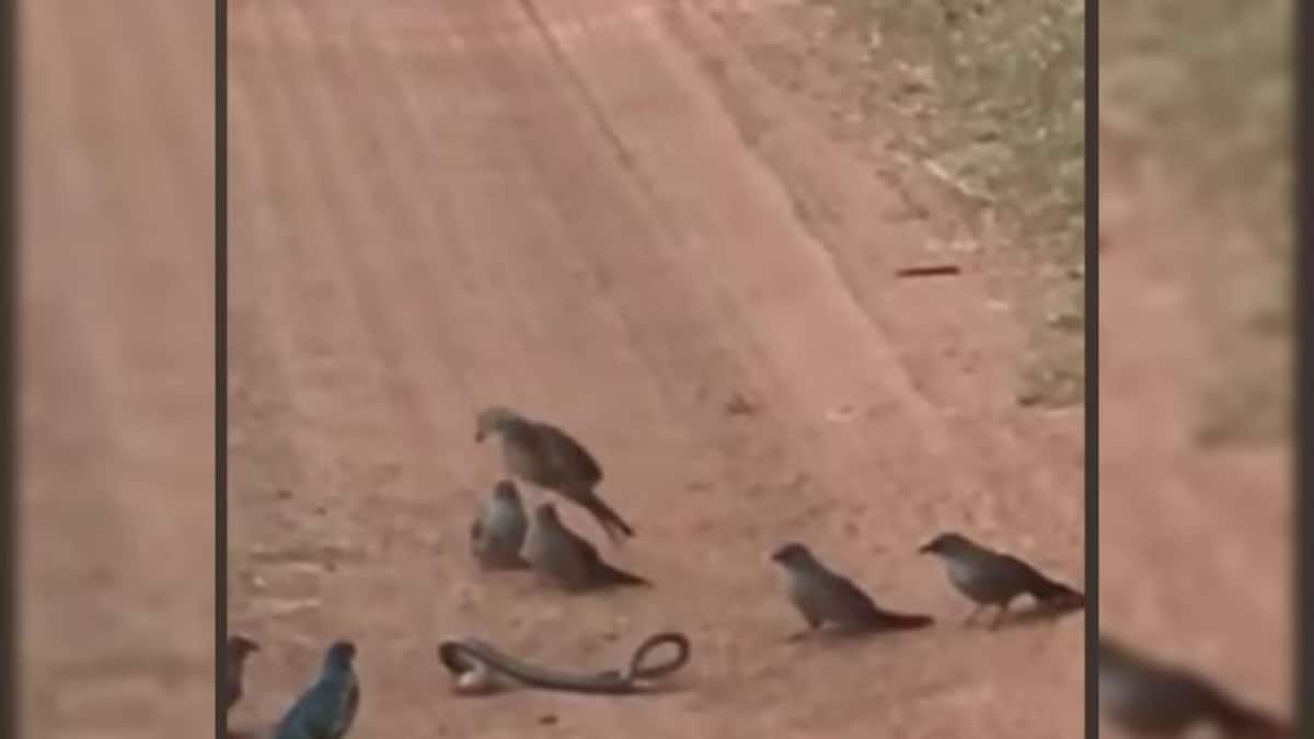 Watch: Flock Of Angry Birds Gang Up To Beat A Snake | Viral News - News18