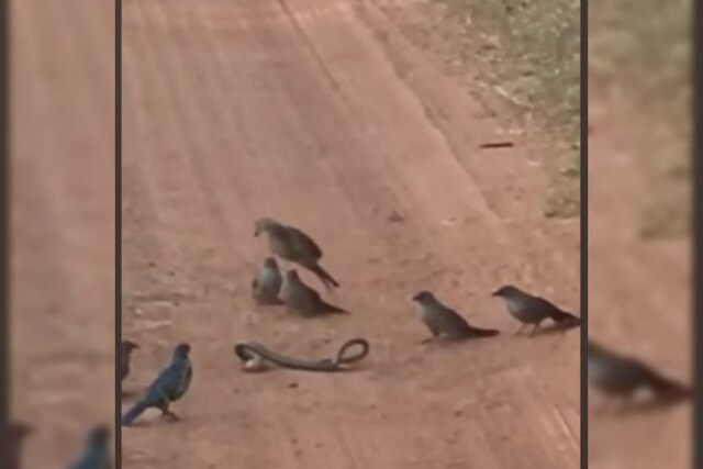 Watch: Flock Of Angry Birds Gang Up To Beat A Snake - News18