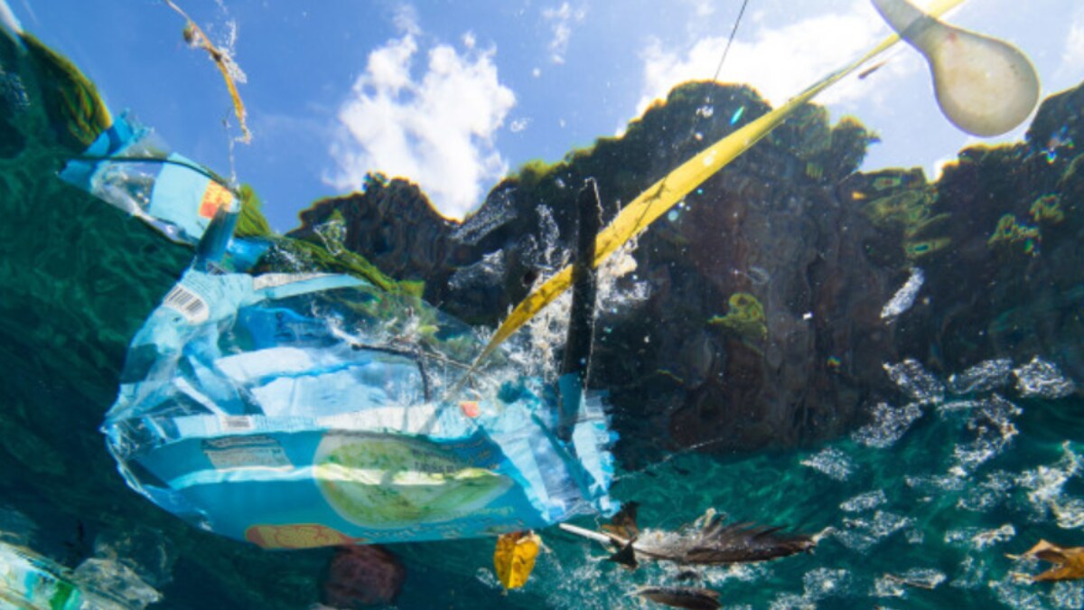 Coastal Shellfish 'Colonise' Ocean Plastic, Study | Buzz News - News18