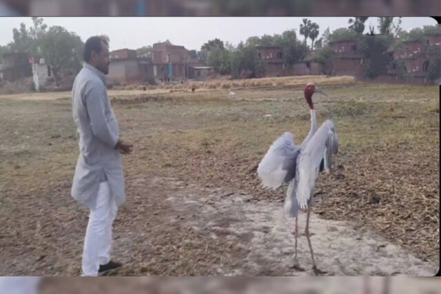 Remember The Sarus Crane’s Friendship Story From UP? It Just Got ...