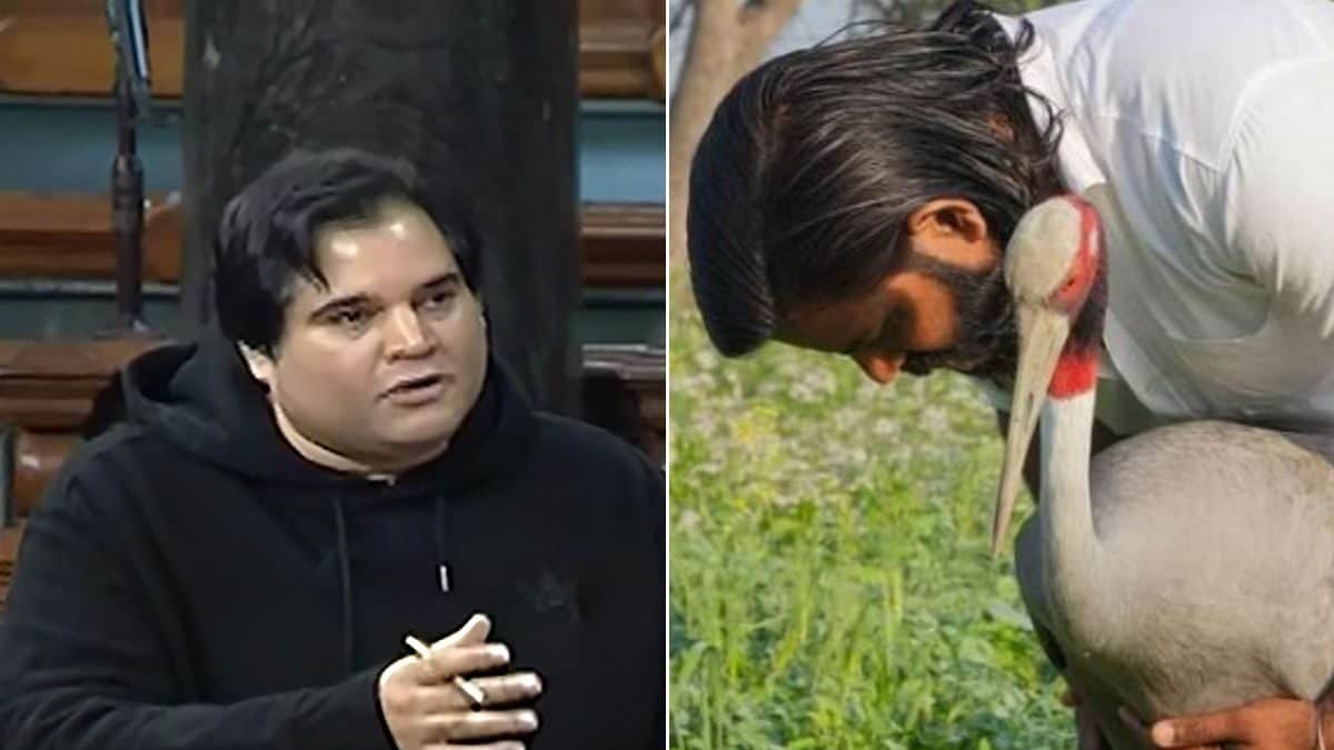Story of Arif, Sarus Crane Special; They Should Be Reunited: Varun ...
