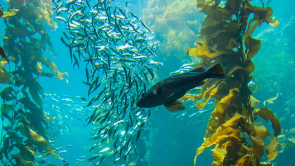 Scientists Estimate Sea Kelp Generates $500 Bn a Year | Buzz News - News18