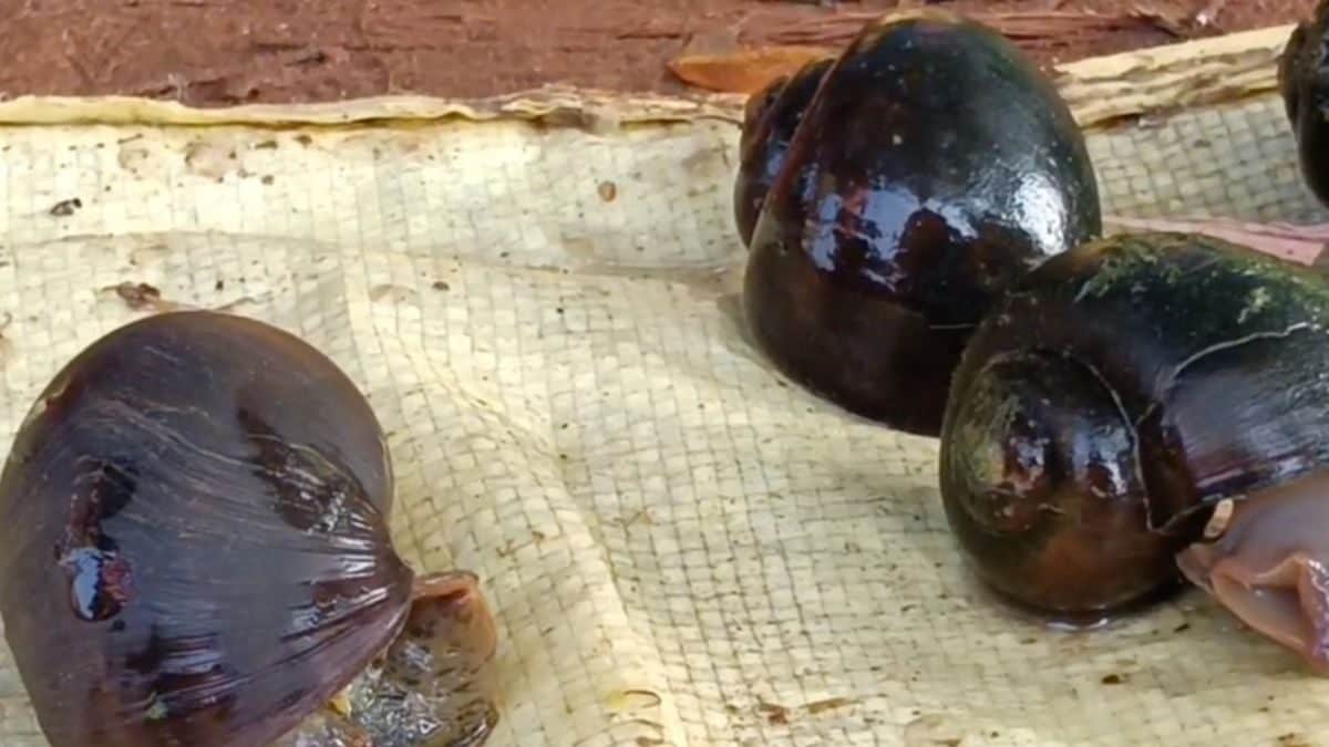 Andhra Pradesh's Snail Curry is Gaining Popularity, Locals Believe it ...