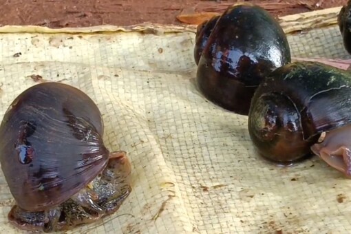 Andhra Pradesh's Snail Curry is Gaining Popularity, Locals Believe it ...