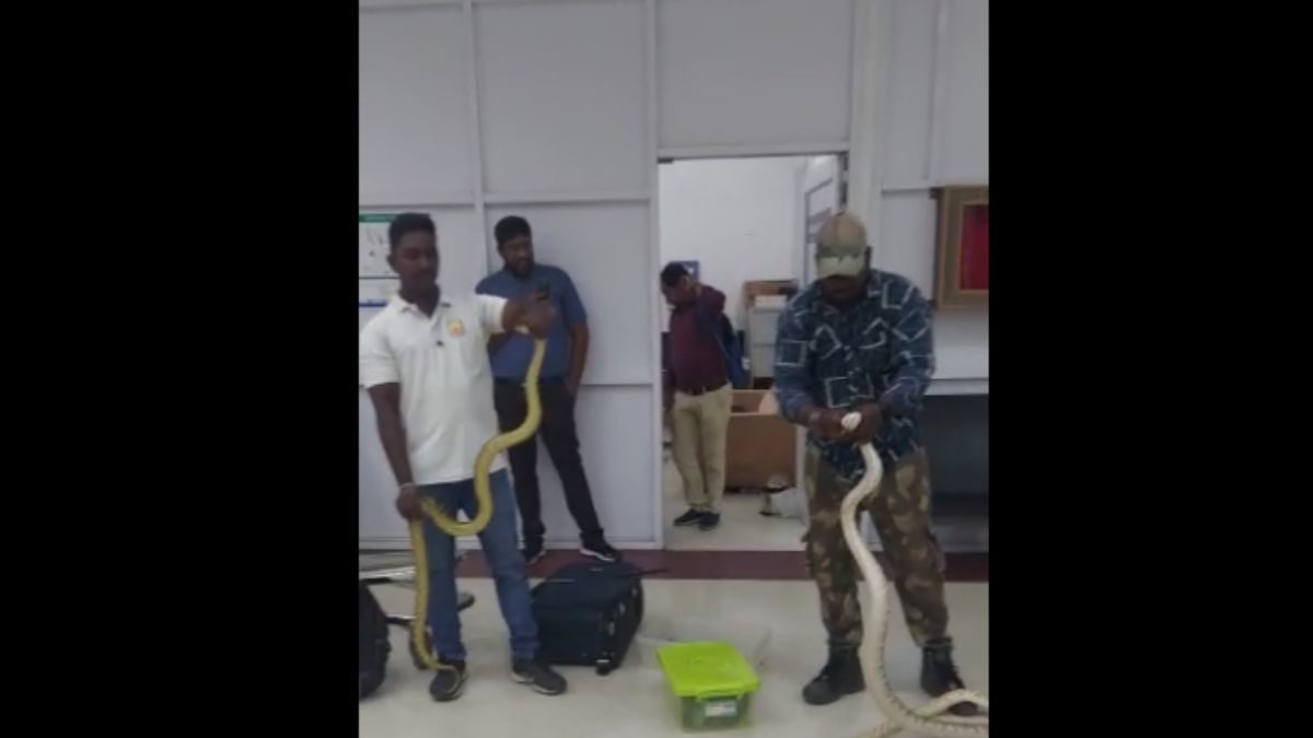 WATCH | 22 Snakes, 1 Chameleon Found in Woman Passenger's Bag at ...
