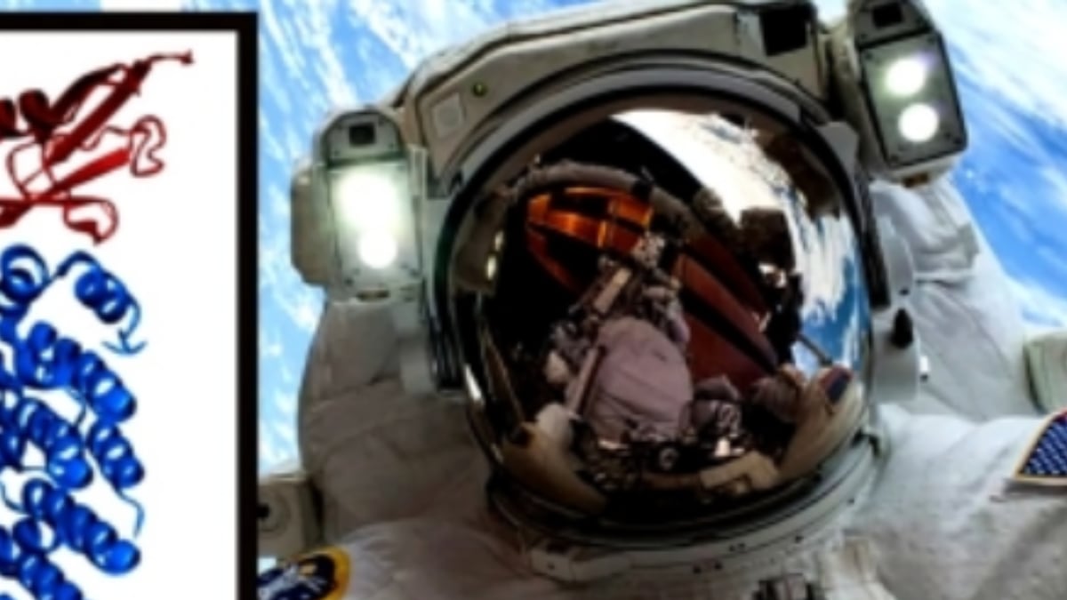 Scientists Find How Microgravity in Space Can Alter Human Cells | Buzz ...