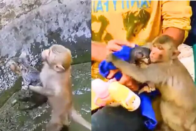 This Viral Clip Of A Monkey Trying To Save A Kitten From Muddy Well ...