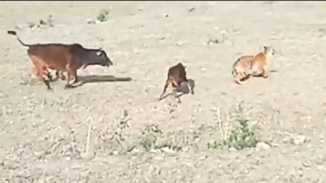 Chilling Video Shows Tiger Attacking Calf Before Being Scared Away By ...