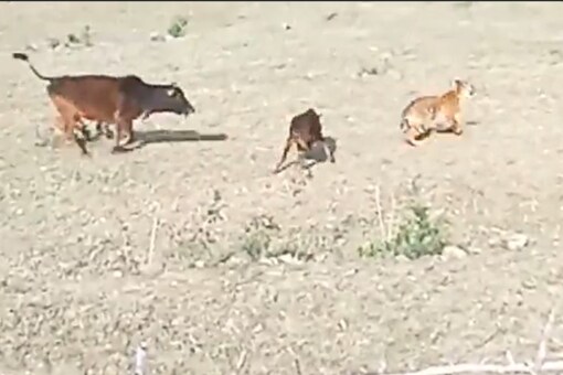 Chilling Video Shows Tiger Attacking Calf Before Being Scared Away By ...