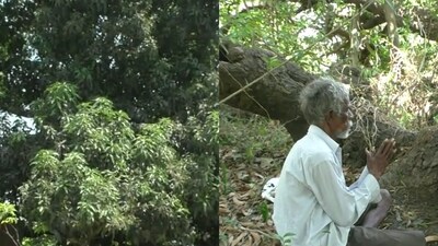 Gujarat's Legendary 'Walking Mango Tree' at Sanjan Village Where Parsis ...