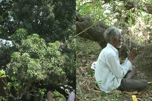 Gujarat's Legendary 'Walking Mango Tree' at Sanjan Village Where Parsis ...