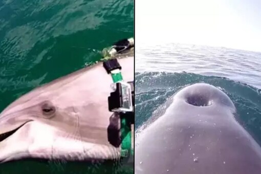 Dolphin Eating Up Eight Venomous Sea Snakes in Old Video Shocks ...