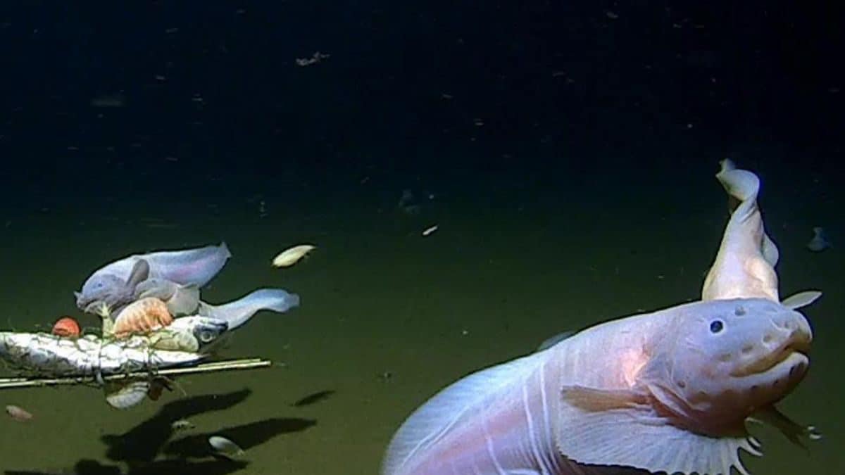 Deepest-ever Fish Caught 8 km Under the Sea by Scientists in Japan ...