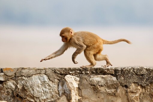 13-Day-Old Baby Attacked By Monkey In Karnataka - News18