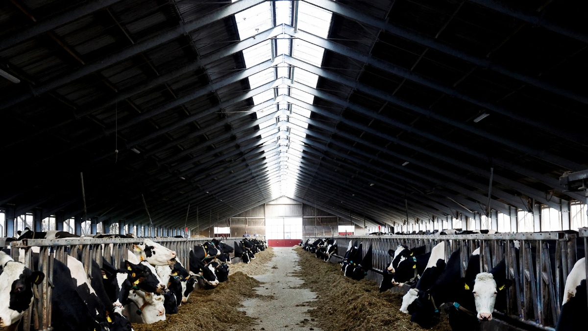 US: Mysterious Cow Mutilations Baffle Texas Ranchers and Authorities ...