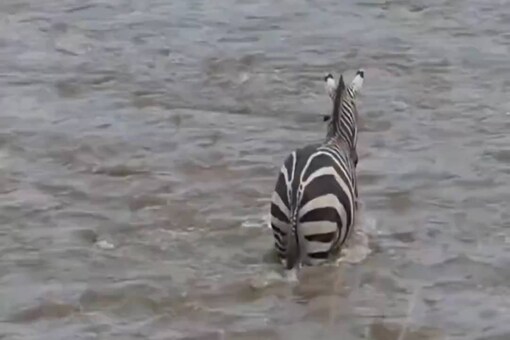 Heart-Stopping Video of Zebras Crossing Crocodile-Infested River - News18