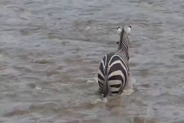 Heart-Stopping Video of Zebras Crossing Crocodile-Infested River - News18