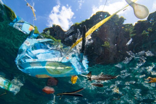 Turning Ocean Waste into Sustainable Clothing - News18