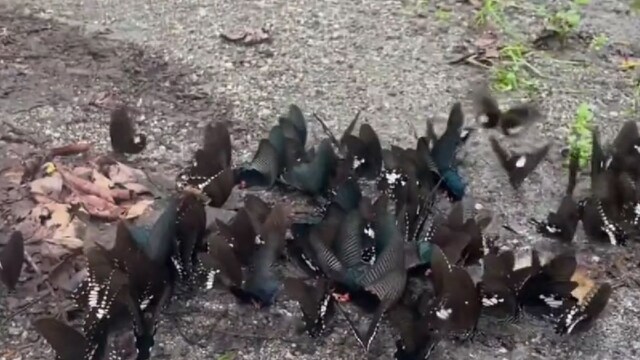 What Is Mud Puddling? This Stunning Video Of Butterflies Will Explain ...
