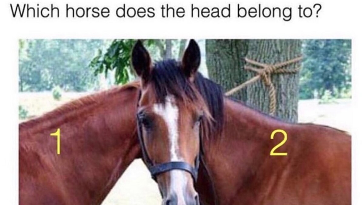 Full Marks If You Can Guess The Horse This Head Belongs To In 10 ...