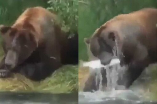 This Video Of Bear Trying To Catch Fish Is Perfect Tutorial On ...