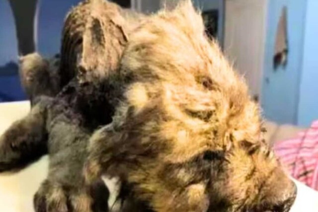 Animal Buried In Snow For 18,000 Years, Presumed To Be Dog, Turns Out ...