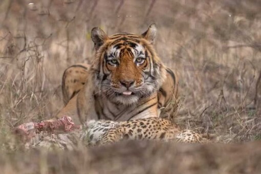 These Old Photographs Of Tiger Preying On Leopard Are Back On Internet ...