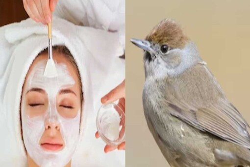 This Nightingale Poop Facial From Japan Makes Your Skin Youthful - News18