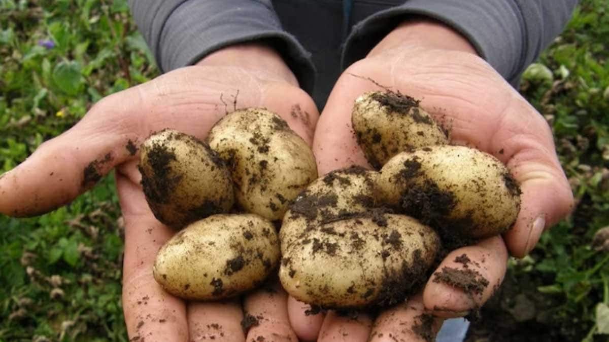 World’s Most Expensive Potato La Bonnette From France Costs Rs 50,000 ...
