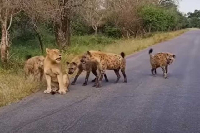 Watch: Lioness Cornered By A Pack Of Hyenas Runs For Her Life - News18
