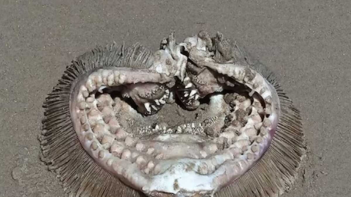 Unusual Sea Creature Found On Texas Beach, Internet Calls It 'Skeleton ...