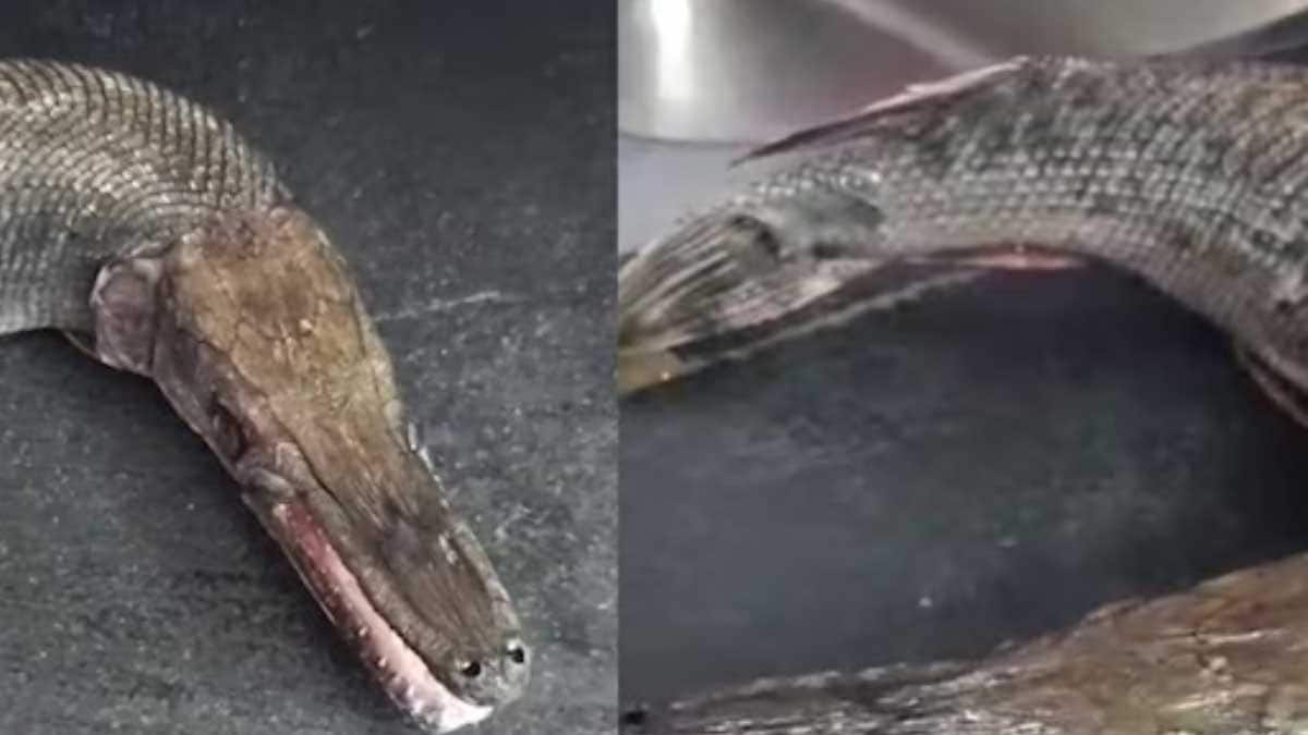 Alligator Gar Fish Found In Freshwater Pond In Bhopal; Locals And ...
