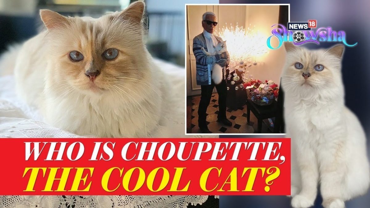 Who Is Choupette? Here's Everything You Need To Know About Karl ...