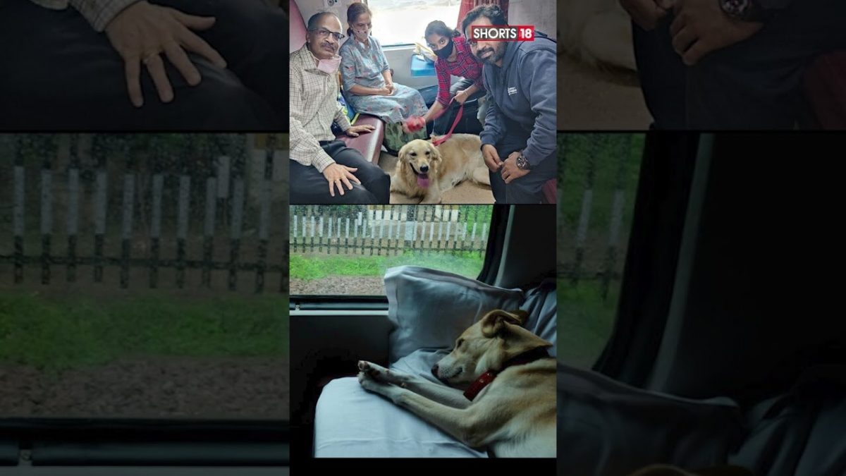 IRCTC | IRCTC Pet Rules | IRCTC Pet Ticket | IRCTC Pet Policy | #shorts ...