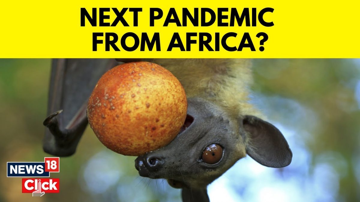 Risk Of A New Pandemic: Fruit Bats Are Reforesting African Woodlands ...