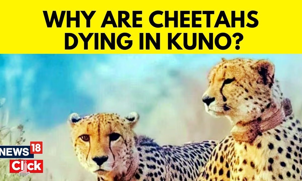 Kuno Cheetah Death: How Cheetahs Are Dying In India At Kuno National ...