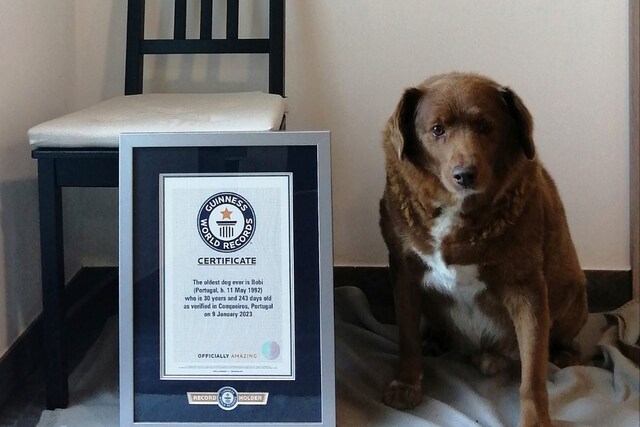 Meet Bobi, World’s Oldest Dog, Who Recently Celebrated His 31st ...