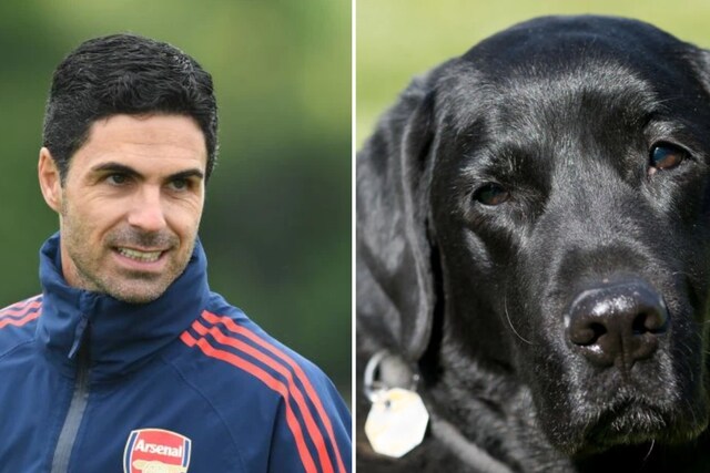 Arsenal's Latest Signing is a Labrador Called 'Win' Before Losing ...