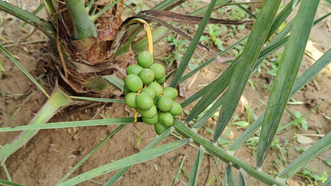 Bengal Farmer to Grow Premium Saudi Arabian Dates at His 2-Bigha Garden ...
