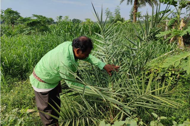 Bengal Farmer to Grow Premium Saudi Arabian Dates at His 2-Bigha Garden ...