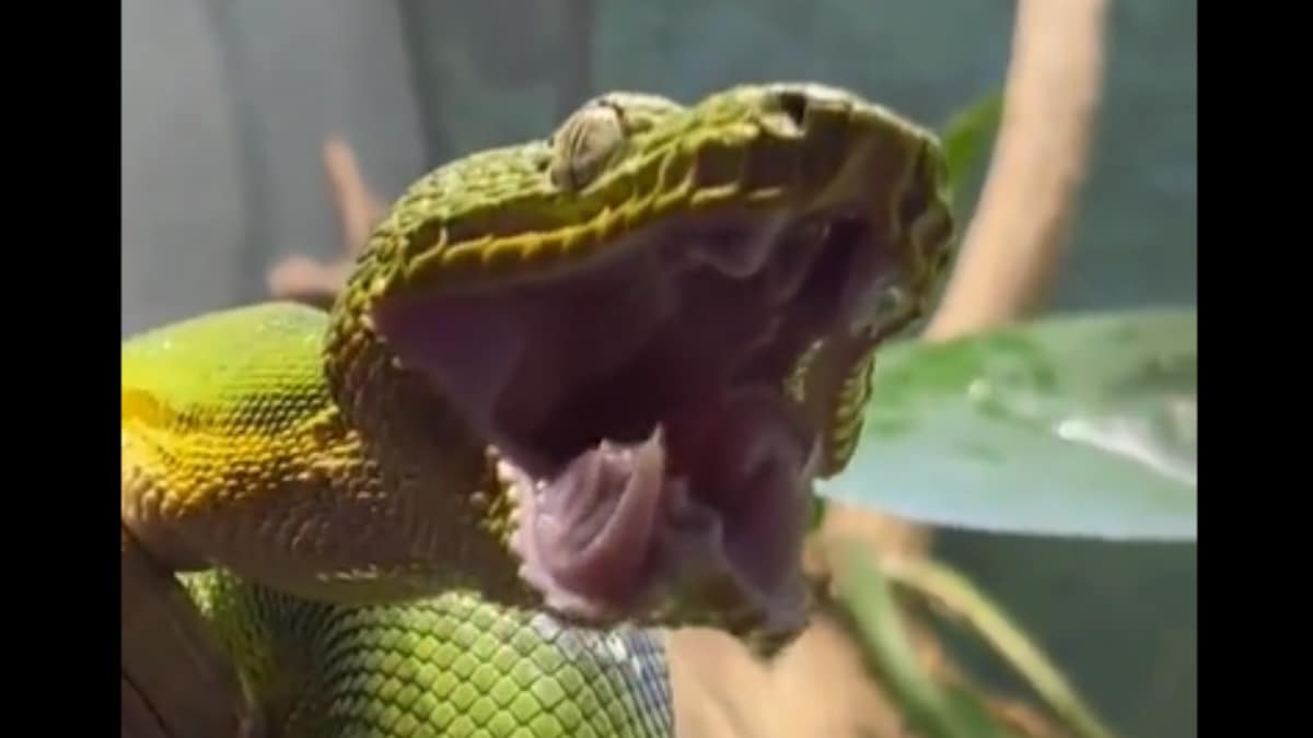 Rajasthan Man Survives First Snake Bite, Dies After Being Bitten Again ...