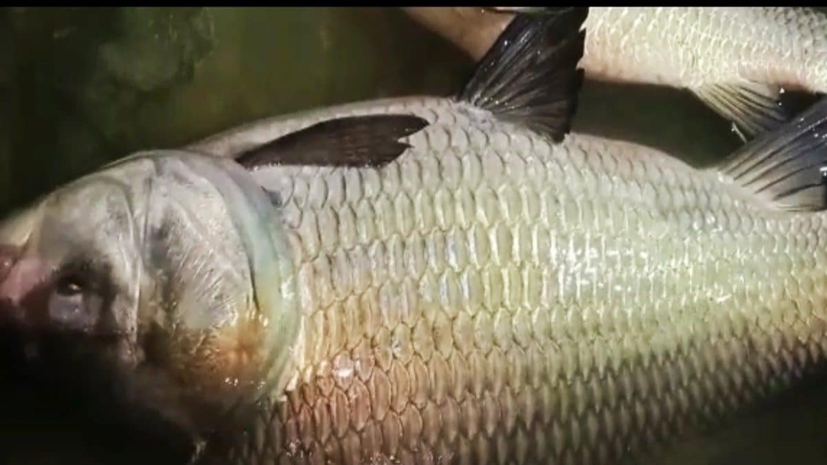 Bengal: Chaos Unleashed as Enormous 35 kg Katla Fish Surfaces Near ...
