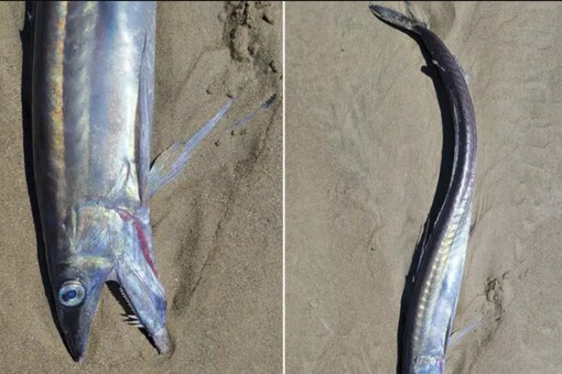 'Freaky-looking' Fanged Fishes Found on Oregon Beaches - News18